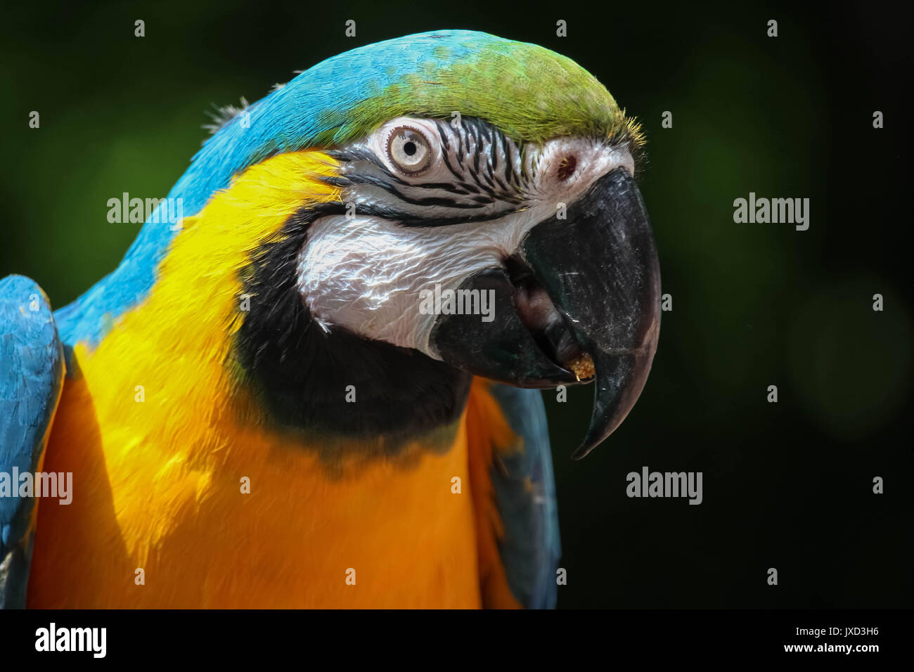 Blue-and-yellow Macaw Head Close-up Stock Photo - Alamy