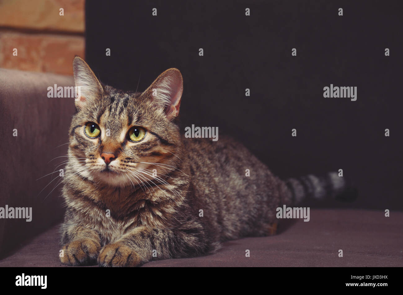 Close up portrait of resting cat on a sofa. A very close portrait of a ...