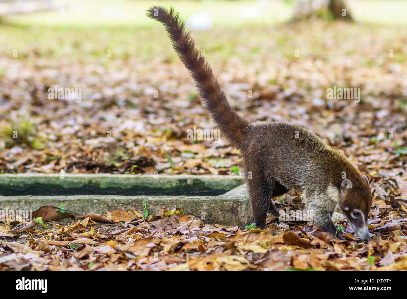 View on coati in the rain forest of national park Tikal in Guatemala ...