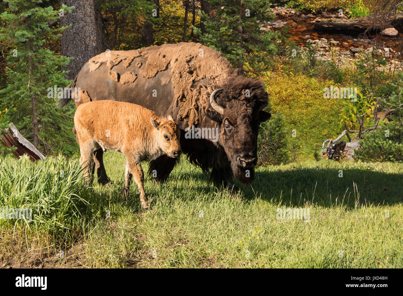 Mother Bison Buffalo cow stands protectively over baby calf Stock Photo ...