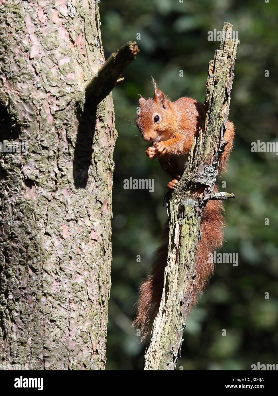Drey squirrel hi-res stock photography and images - Alamy