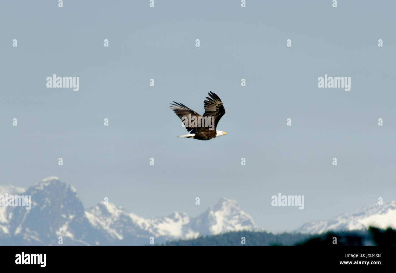Bird alone in sky with clouds Stock Photo - Alamy