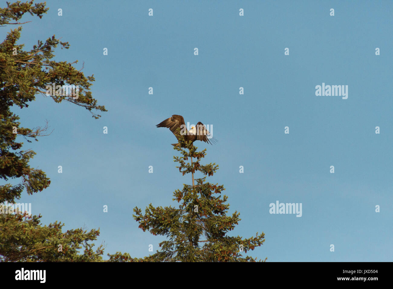 Bird alone in sky with clouds Stock Photo - Alamy
