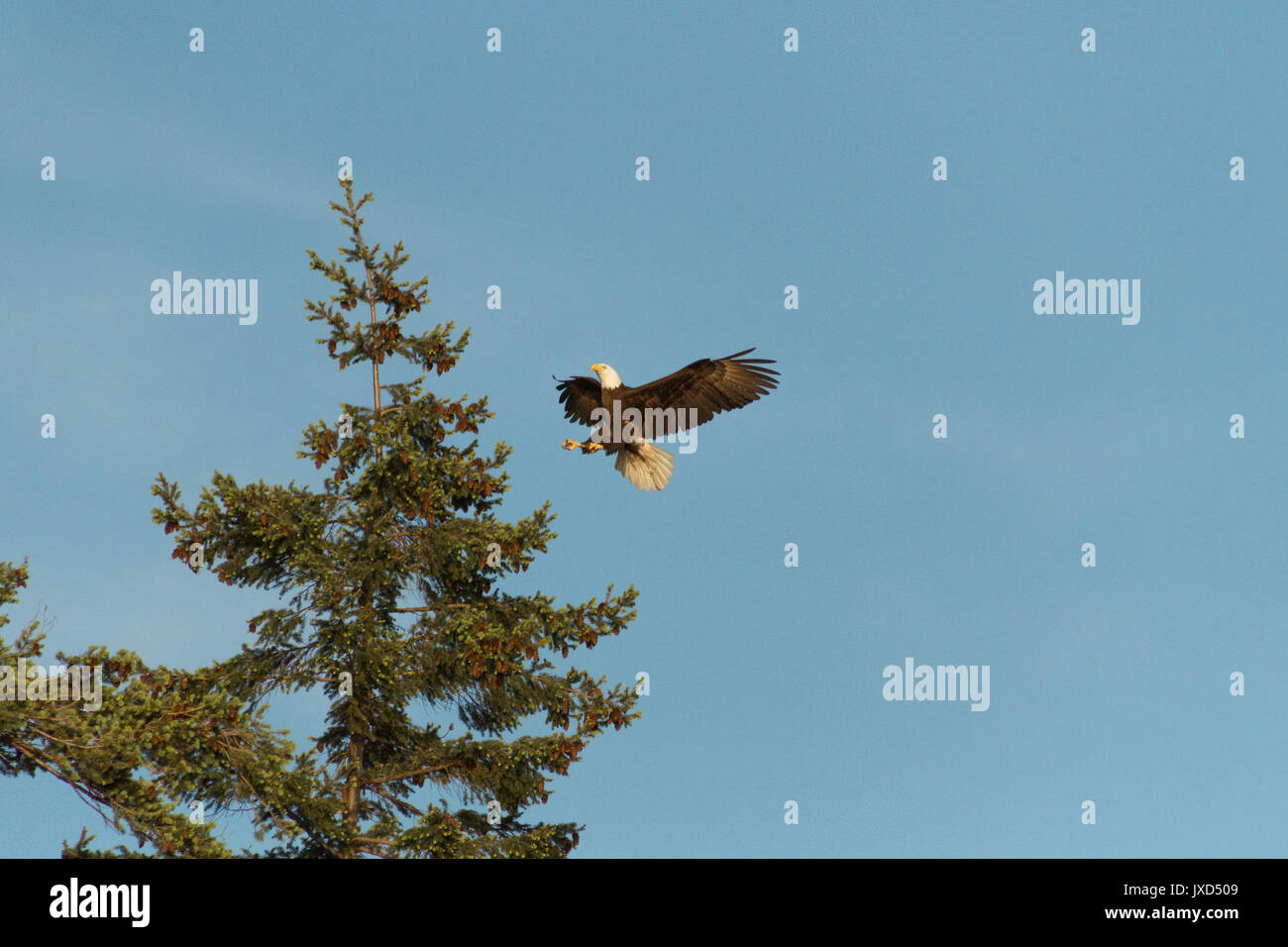 Bird alone in sky with clouds Stock Photo - Alamy
