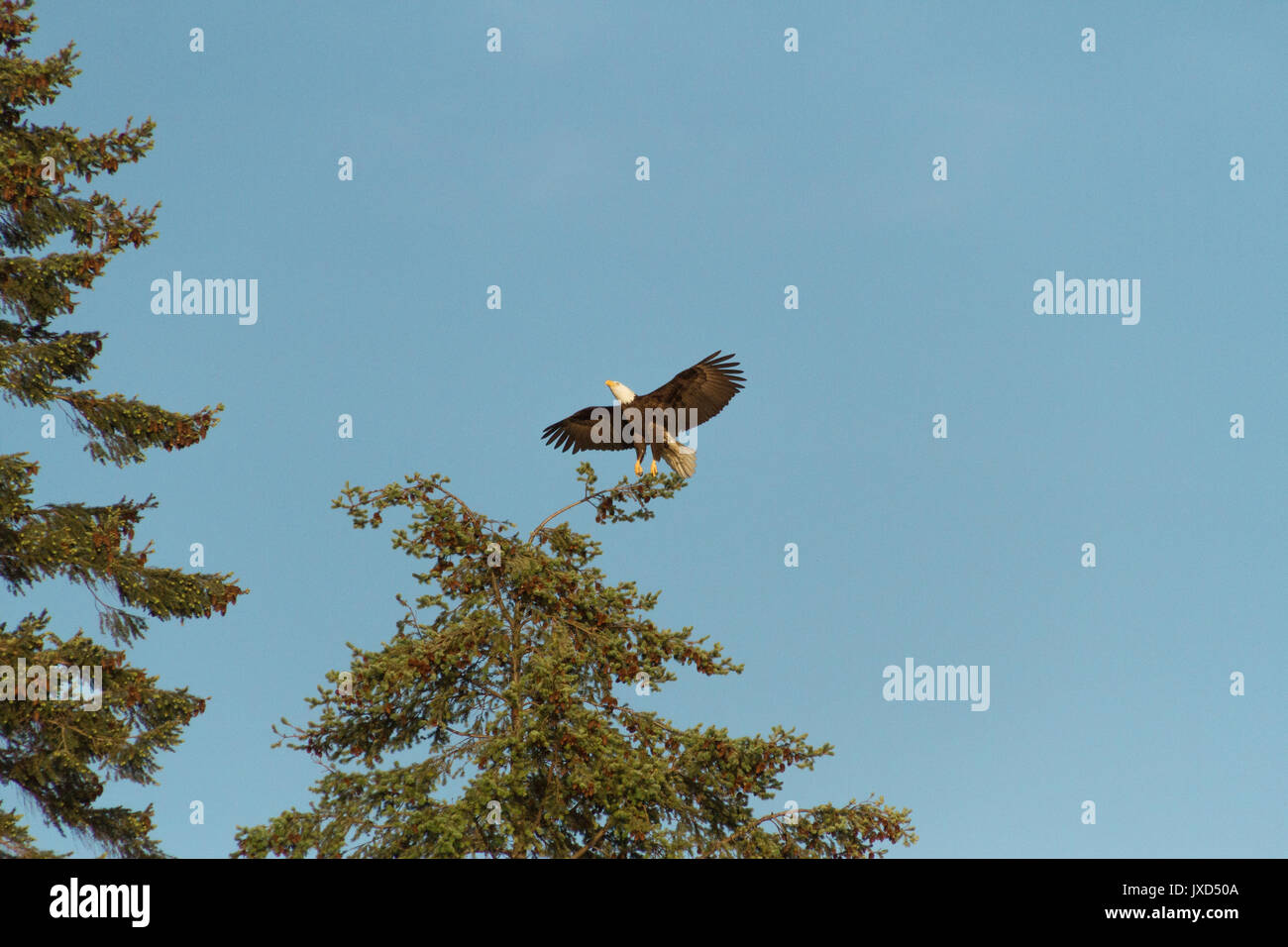 Bird alone in sky with clouds Stock Photo - Alamy