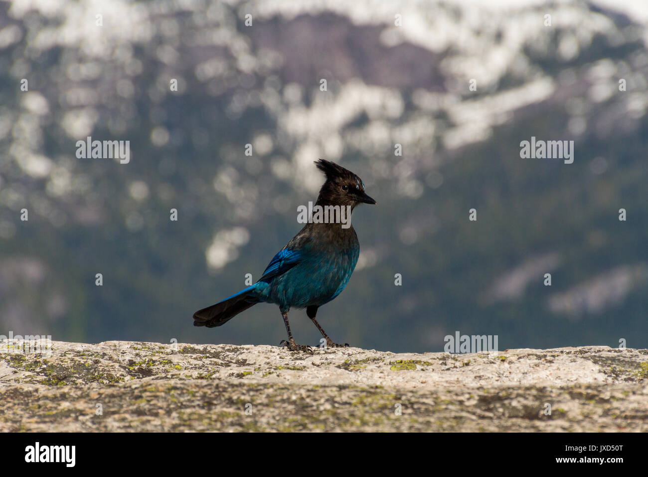 Bird posing on rocks in remote landscape Stock Photo - Alamy