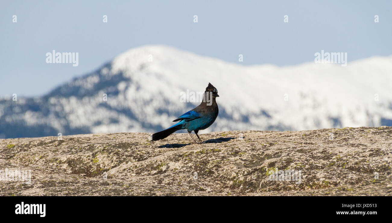 Bird posing on rocks in remote landscape Stock Photo - Alamy