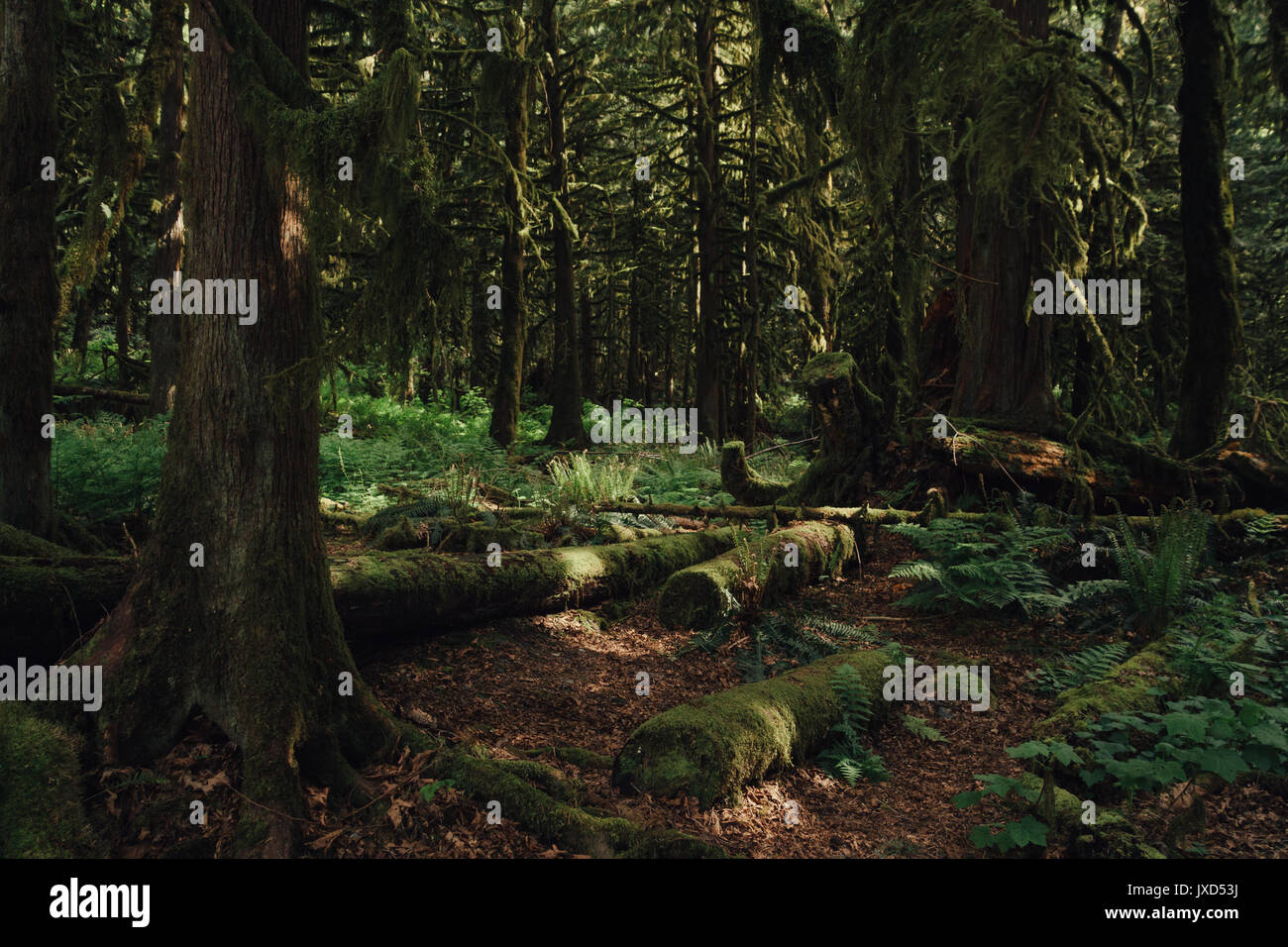 Still life landscape in green forest Stock Photo - Alamy