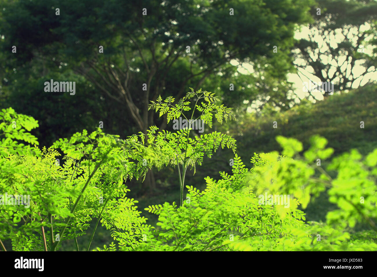 Tripinnate leaves hi-res stock photography and images - Alamy