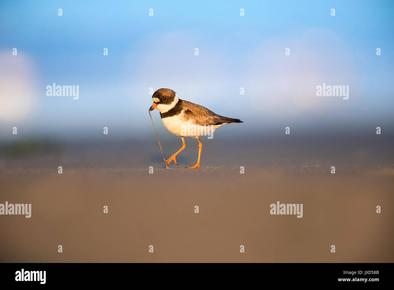 Bird pulling worm hi-res stock photography and images - Alamy