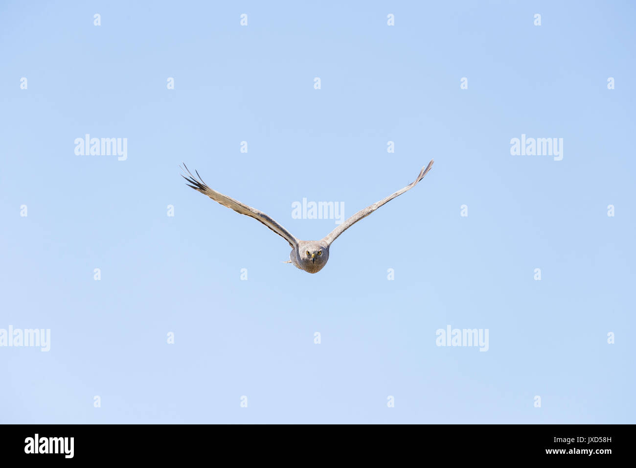 Adult male Northern Harrier, aka Gray Ghost, flying straight on Stock ...