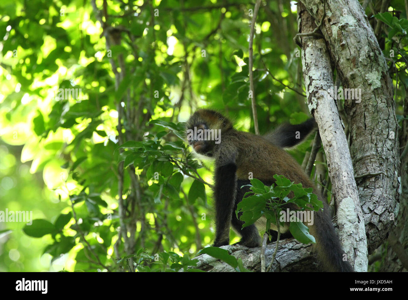 A young spider monkey - wildlife outdoor sitting on tree branch with ...