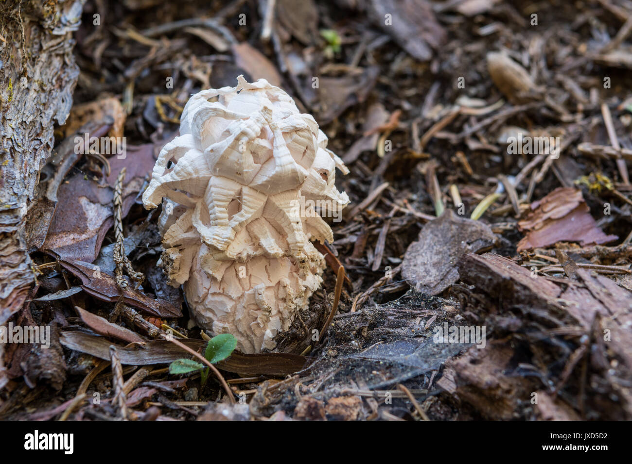 White Fungus Grows through Ground Cover in thick forest floor Stock ...
