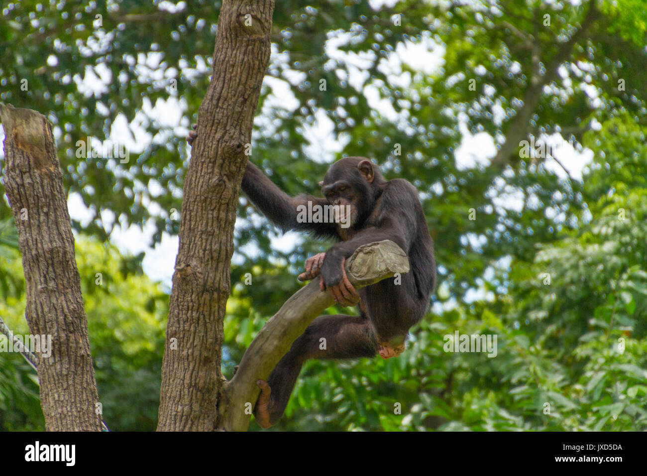 Chimpanzee in nature hanging down from tre Stock Photo - Alamy