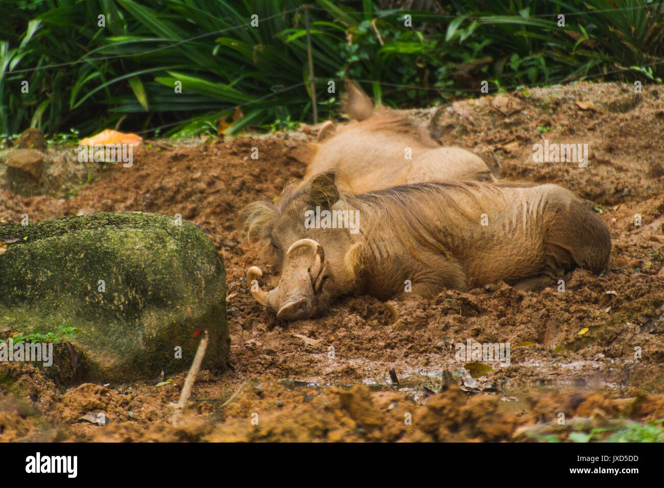 Animal sleeping on the ground in mud Stock Photo - Alamy