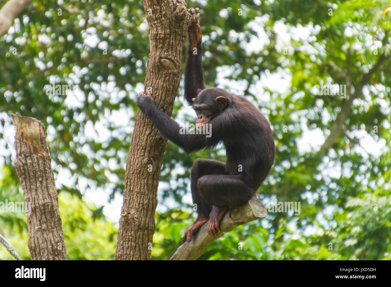 Chimpanzee in nature hanging down from tre Stock Photo - Alamy