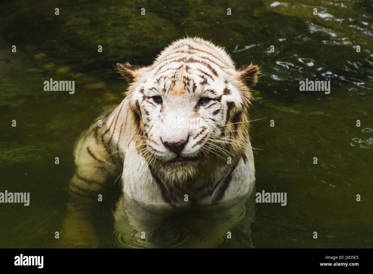 White tiger in river Stock Photo - Alamy