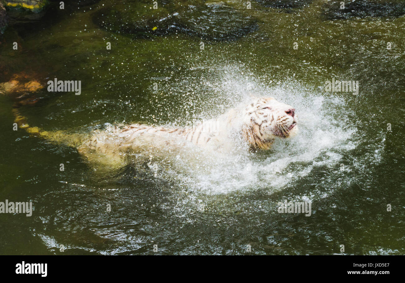 White tiger in river Stock Photo - Alamy
