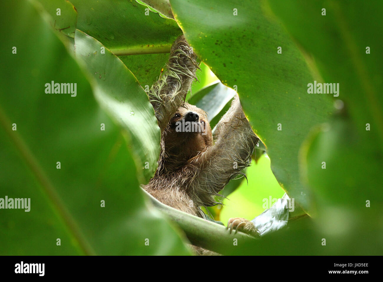 Sloth costa rica eyes hi-res stock photography and images - Alamy