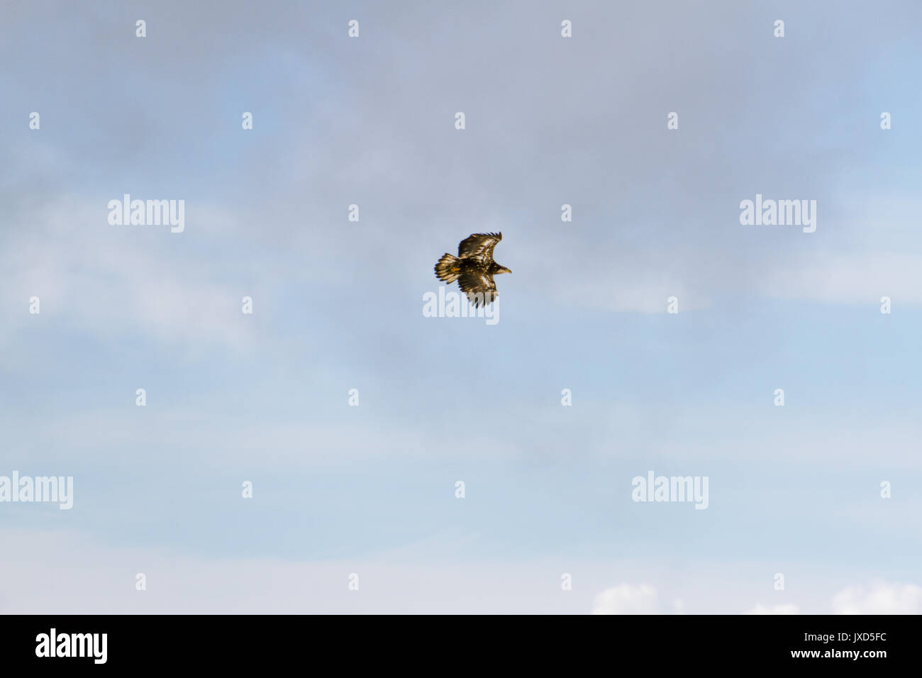 Bird alone in sky with clouds Stock Photo - Alamy