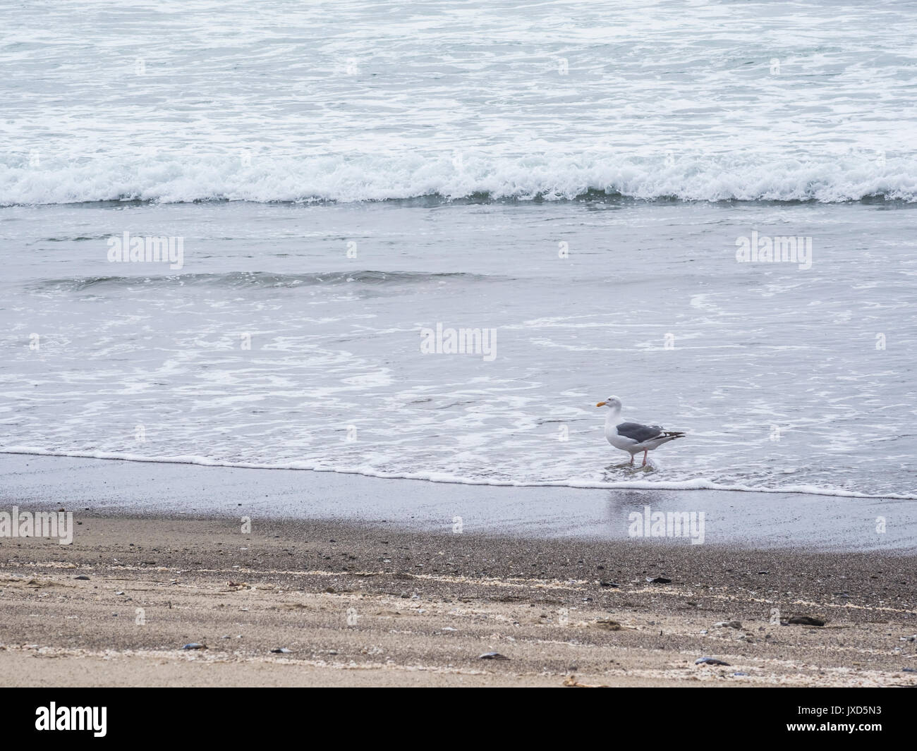 Kehoe beach point reyes hi-res stock photography and images - Alamy