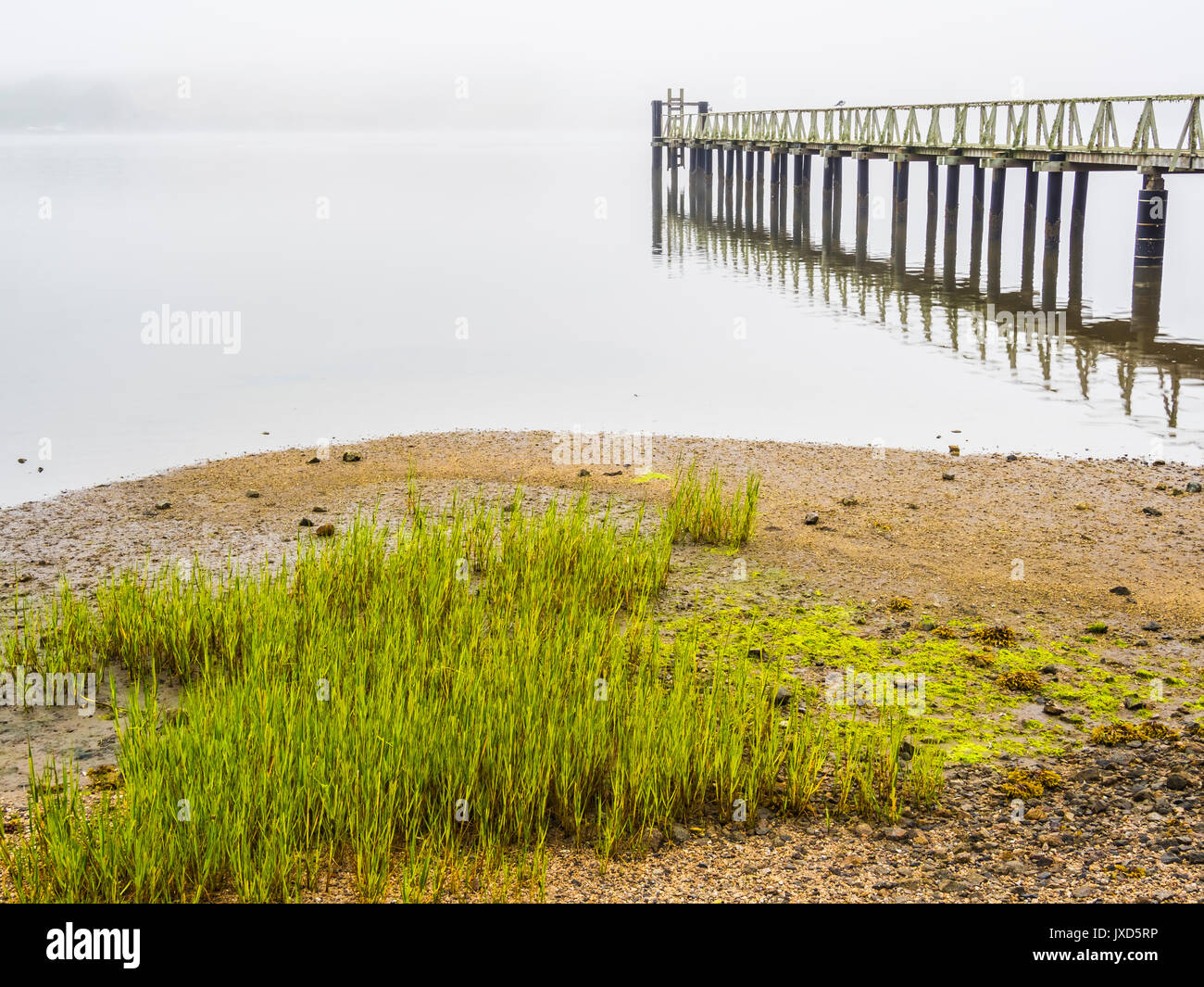shore grass and pier in tomales bay, pt reyes national seashore, ca us ...