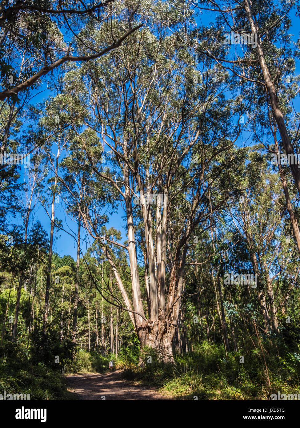 large multi-trunk tree on palomarin trail, pt reyes national seashore ...
