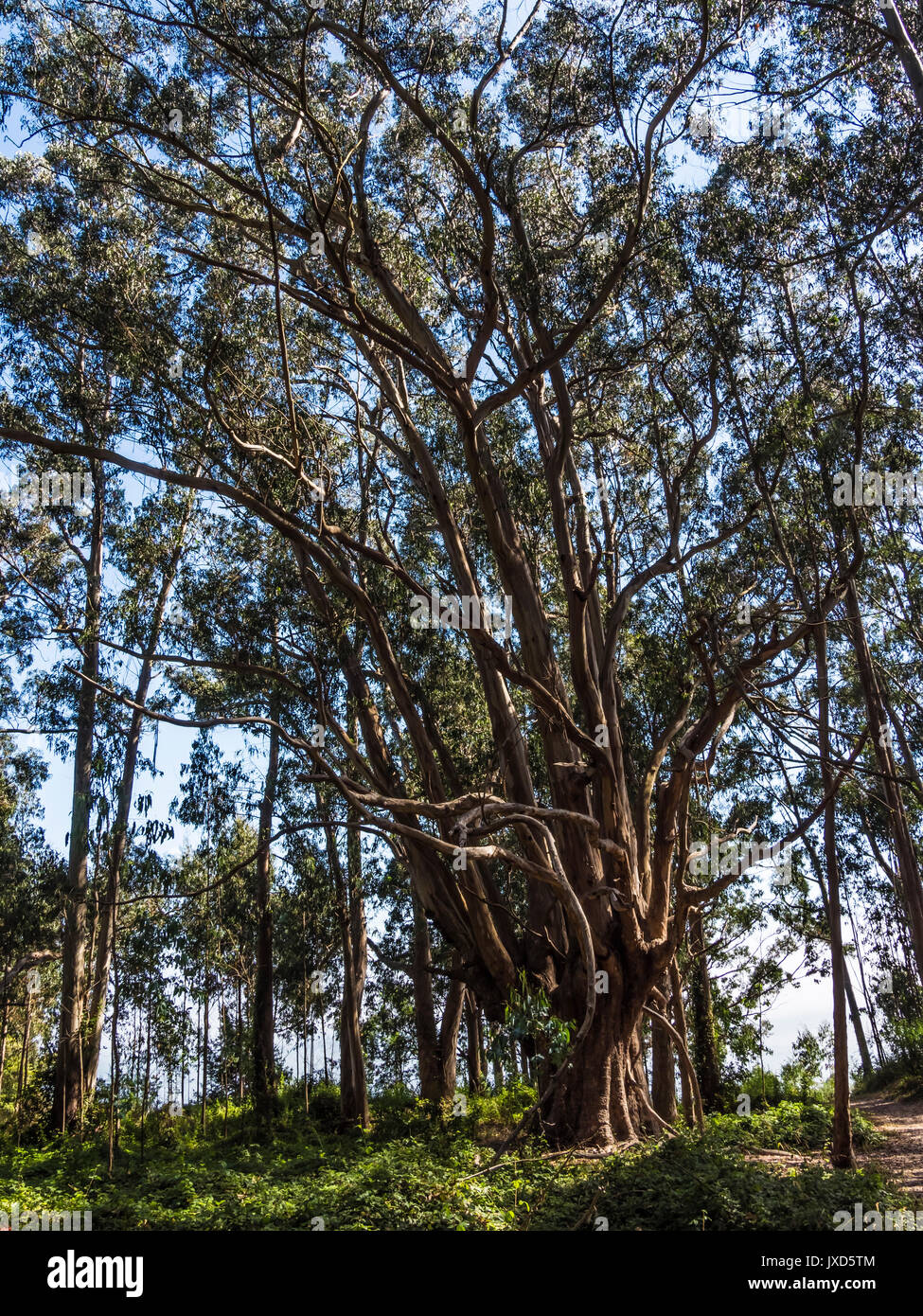 large multi-trunk tree on palomarin trail, pt reyes national seashore ...