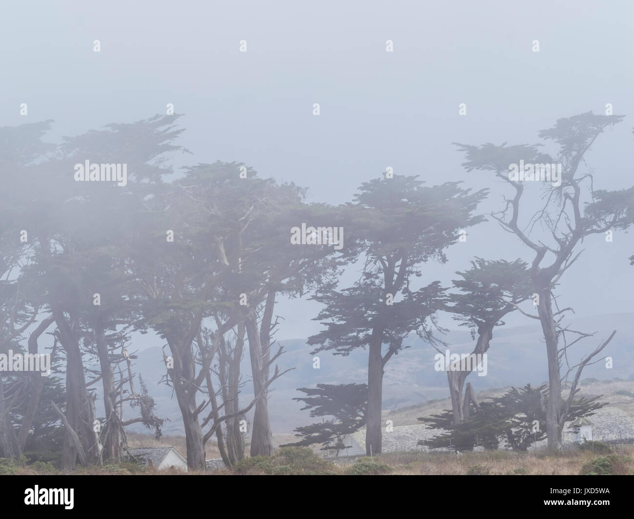 trees in fog at pt reyes national seashore, ca us Stock Photo - Alamy