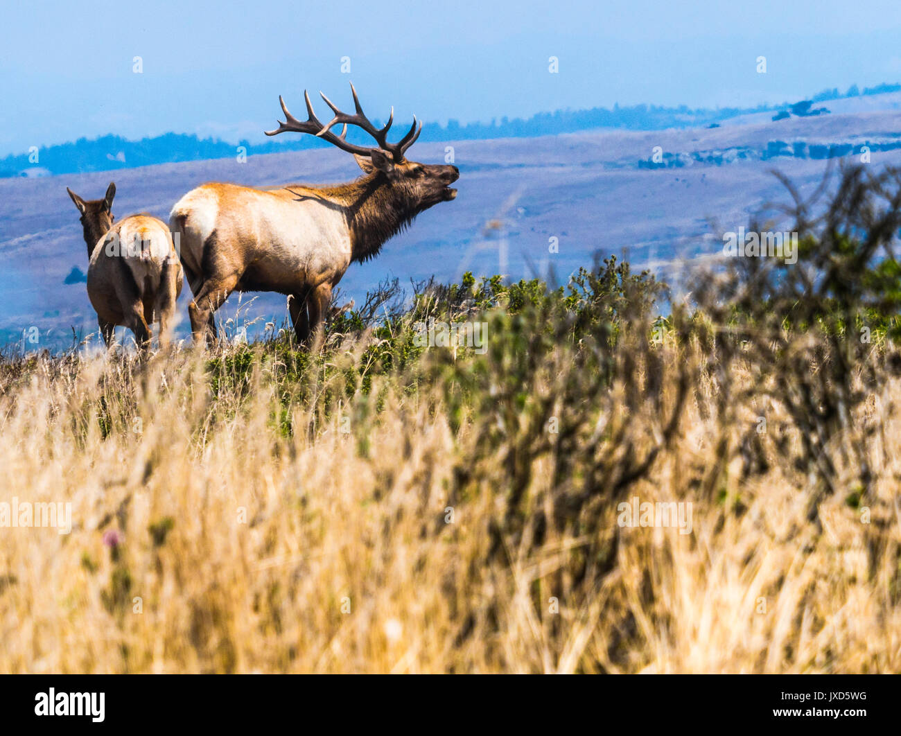 Point reyes national seashore tule bull elk hi-res stock photography ...