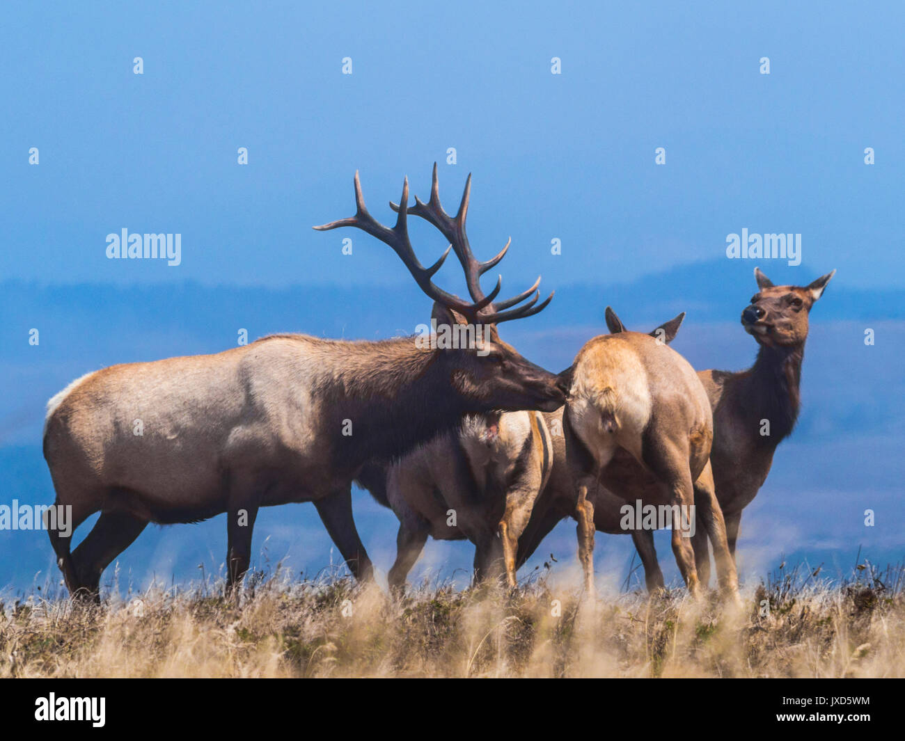 Tule cow elk hi-res stock photography and images - Alamy
