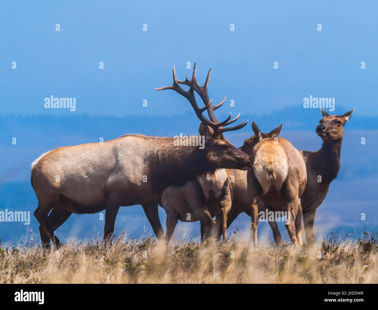Tule elk bull with its cow hi-res stock photography and images - Alamy