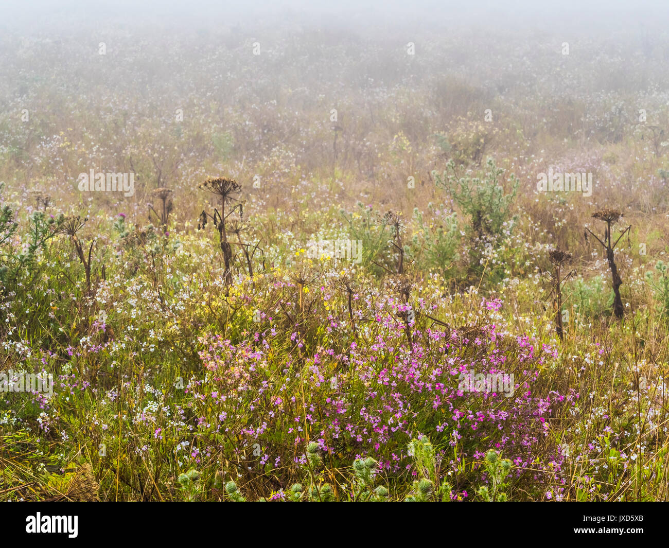 wildflowers in fog on tomales point trail at pt reyes national seashore ...