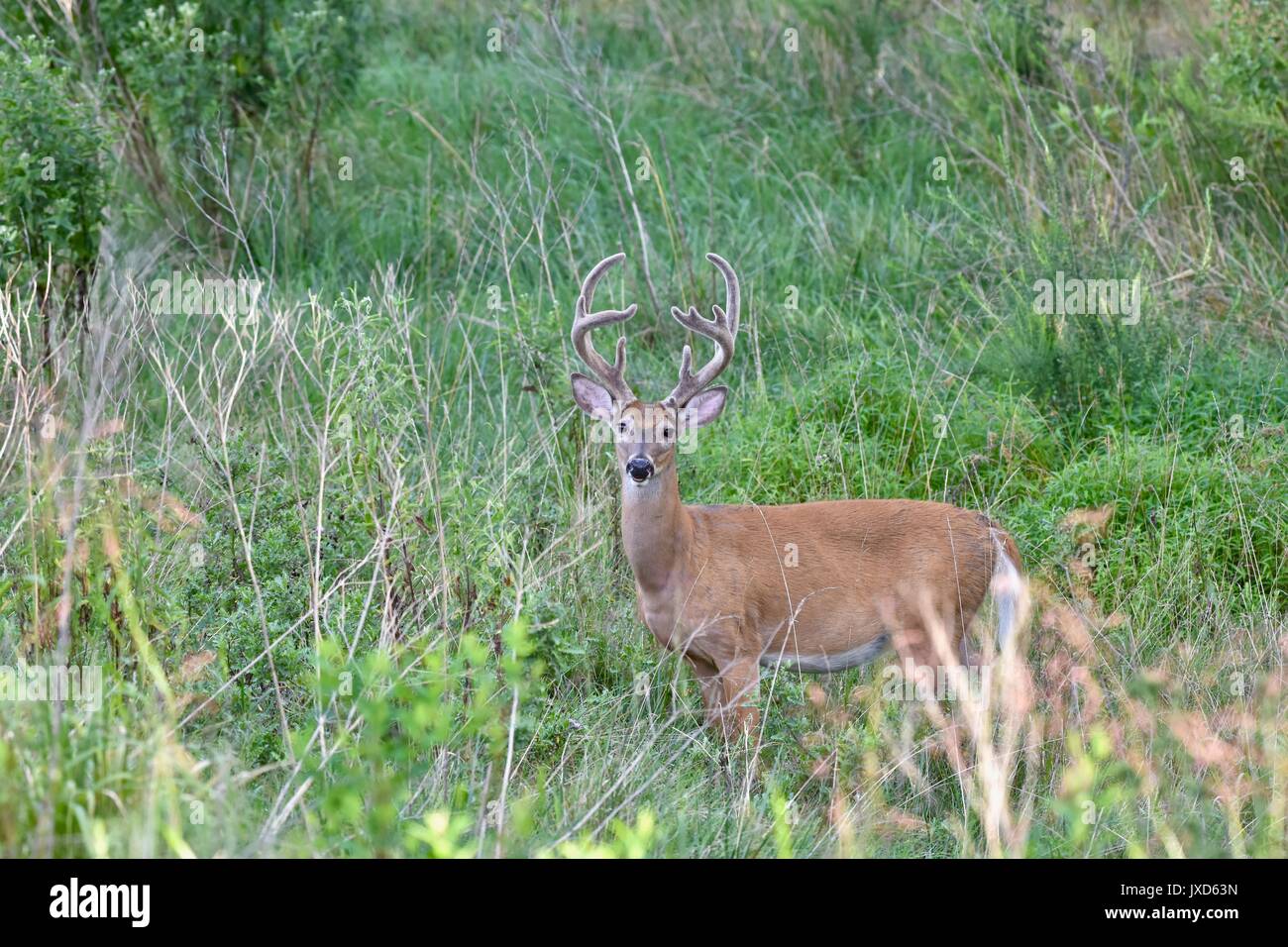 Whitetail with velvet antlers hi-res stock photography and images - Alamy