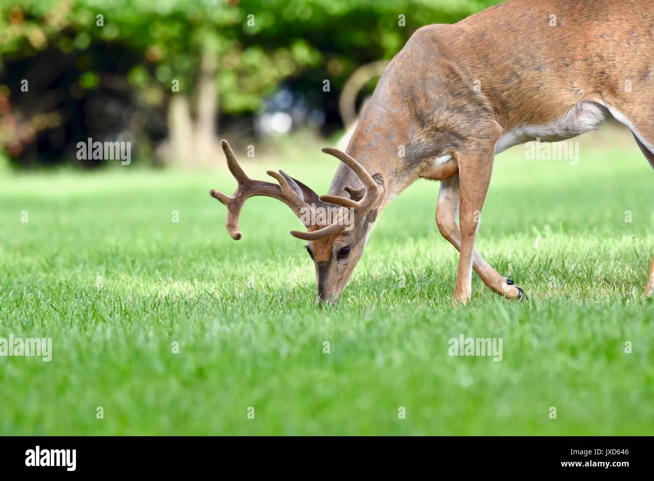 Whitetail with velvet antlers hi-res stock photography and images - Alamy