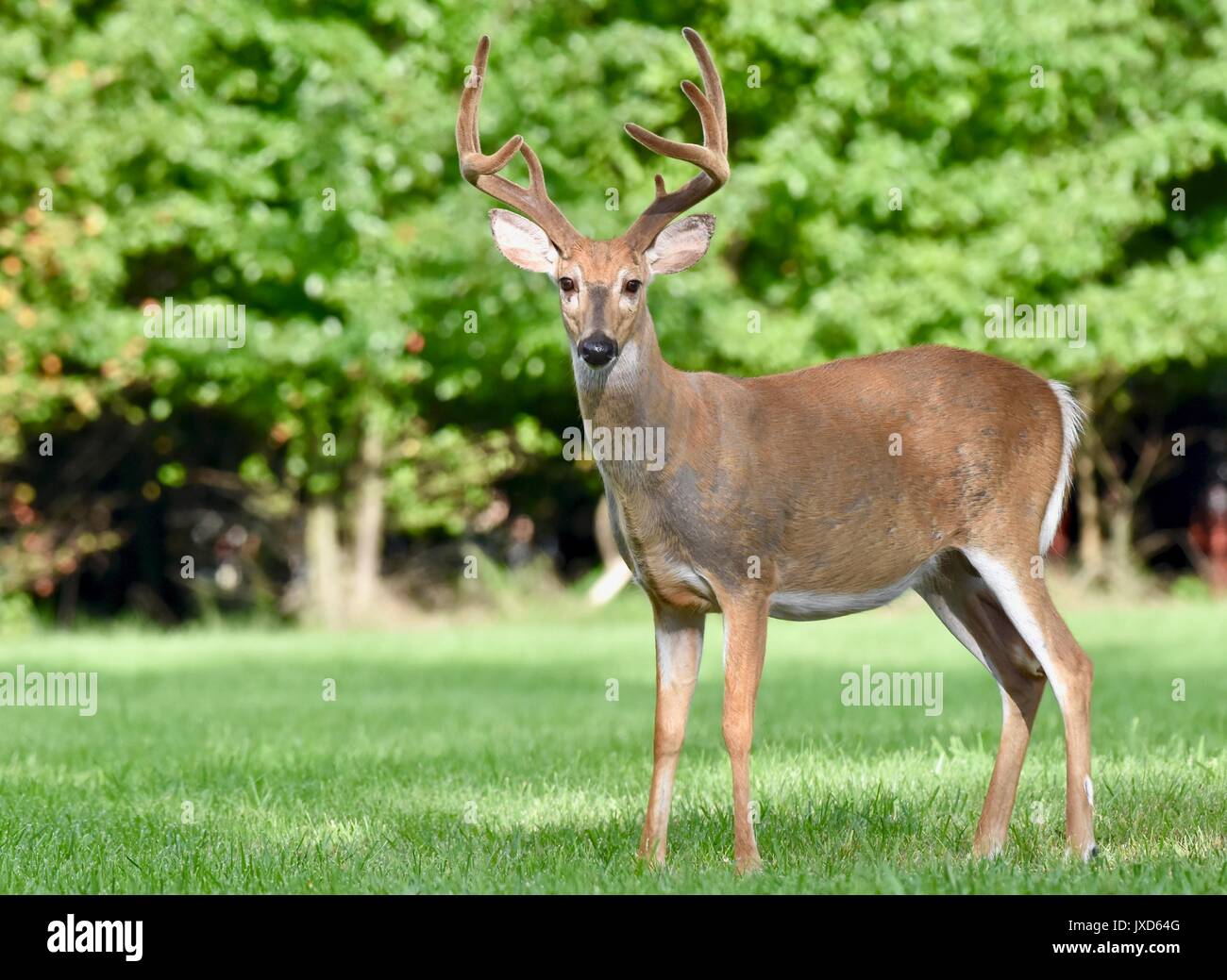 Whitetail with velvet antlers hi-res stock photography and images - Alamy