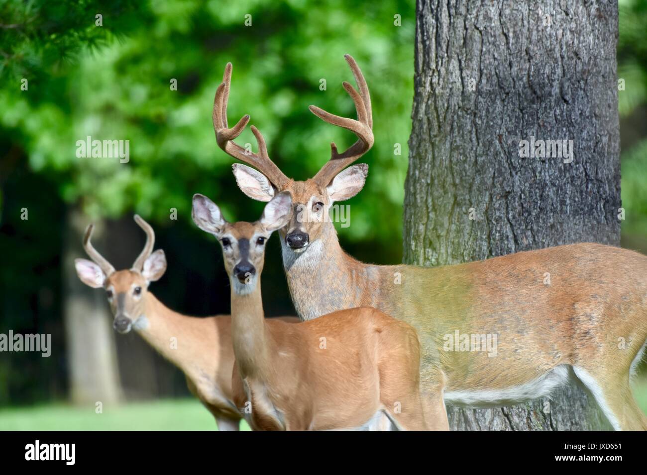 Buck deer velvet hi-res stock photography and images - Alamy