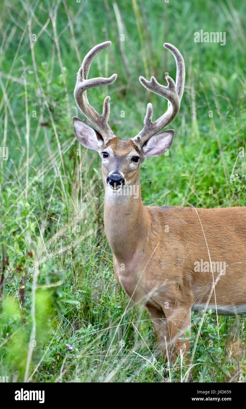 Whitetail with velvet antlers hi-res stock photography and images - Alamy