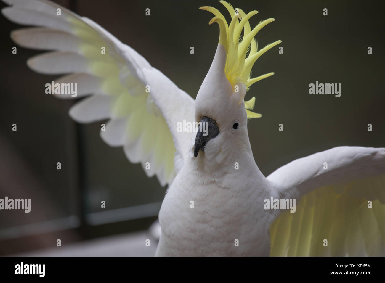 Sulphur-crested cockatoo with its wings spread and crest raised ...