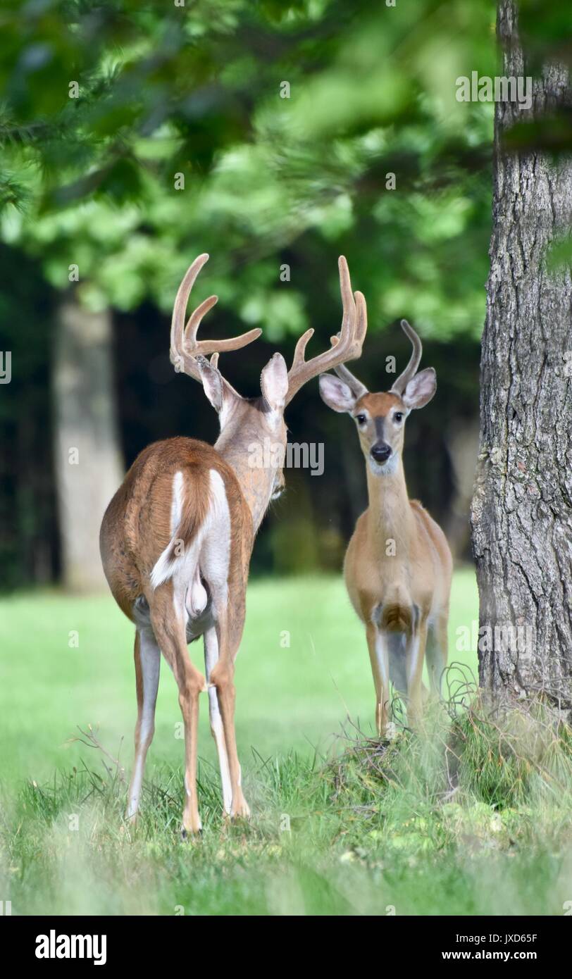 Whitetail with velvet antlers hi-res stock photography and images - Alamy