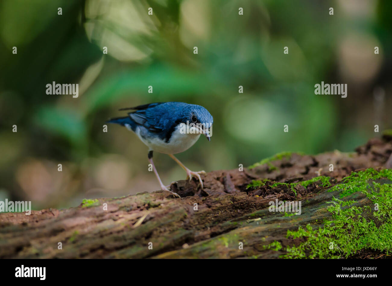 Siberian blue robin (Luscinia cyane) the beautiful blue bird standing ...