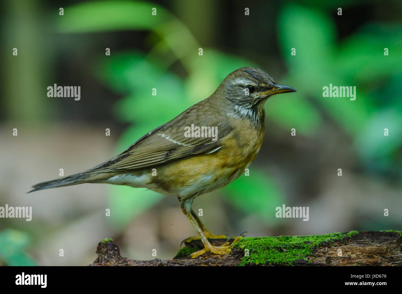 Eyebrowed Thrush Bird (Turdus obscures) in tropical forest Thailand ...