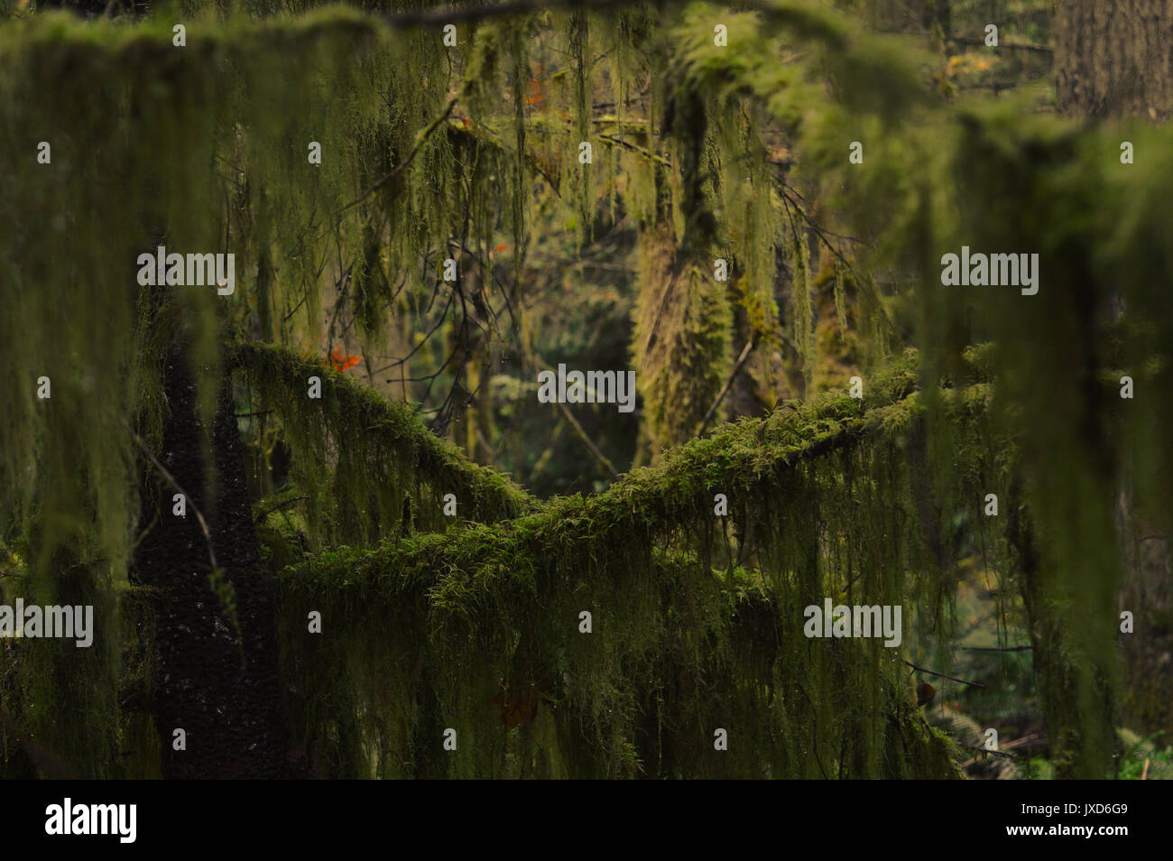 Moss and branches hi-res stock photography and images - Alamy