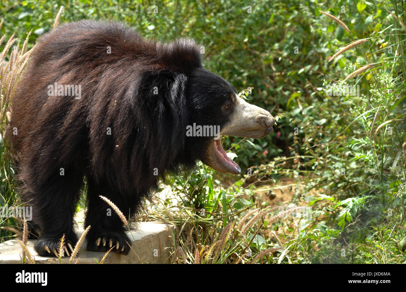 Sloth bear eating insects hi-res stock photography and images - Alamy