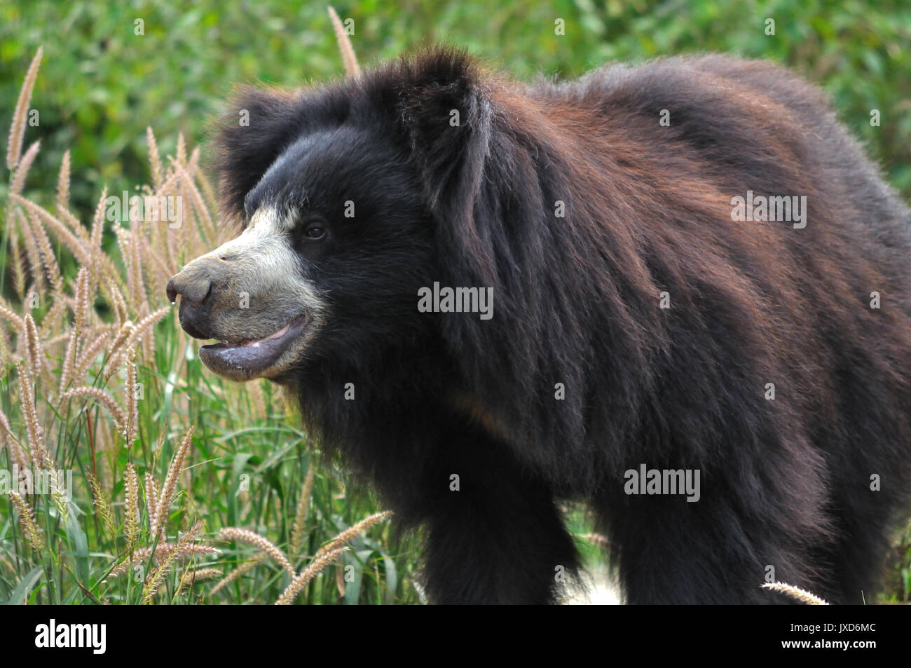 Sloth Bear Of Mysore