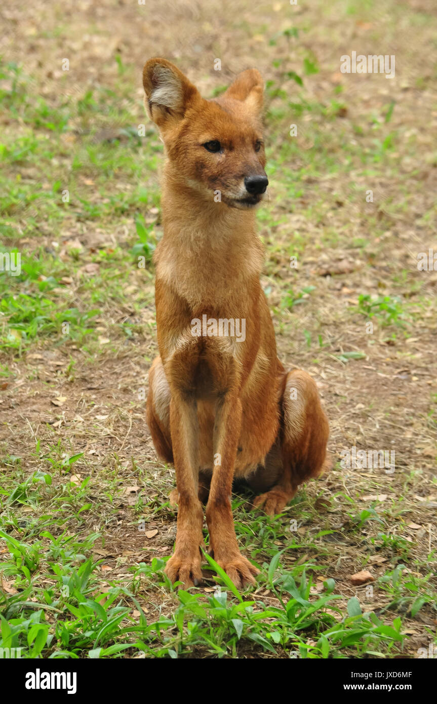 Rhinarium black lips hi-res stock photography and images - Alamy