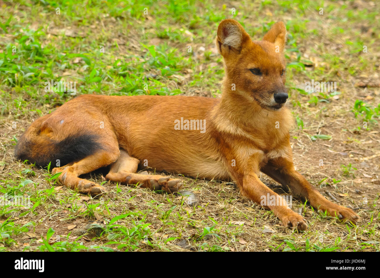 Indian fox hi-res stock photography and images - Alamy