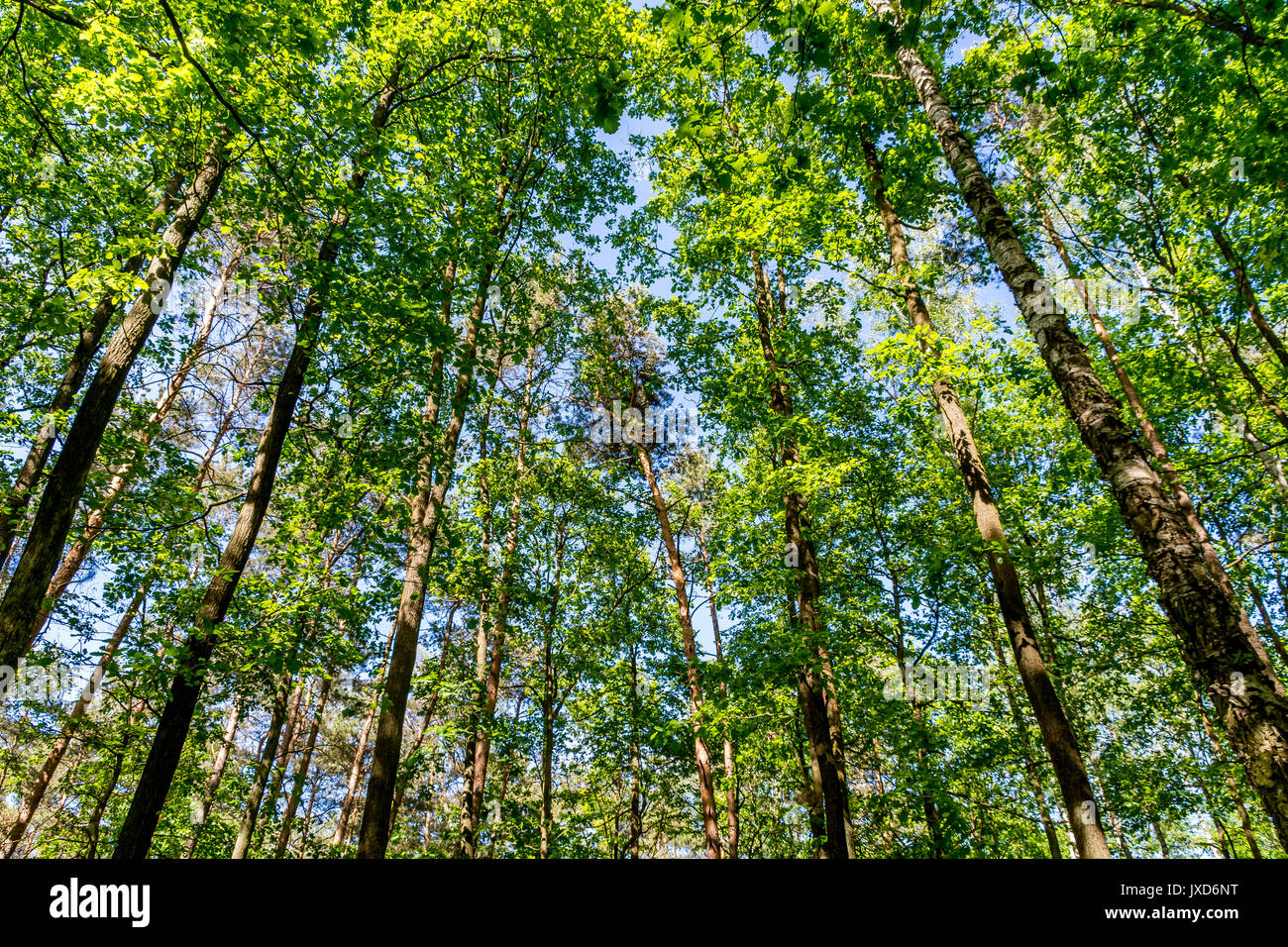 Beautiful deciduous forest in the summer Stock Photo - Alamy