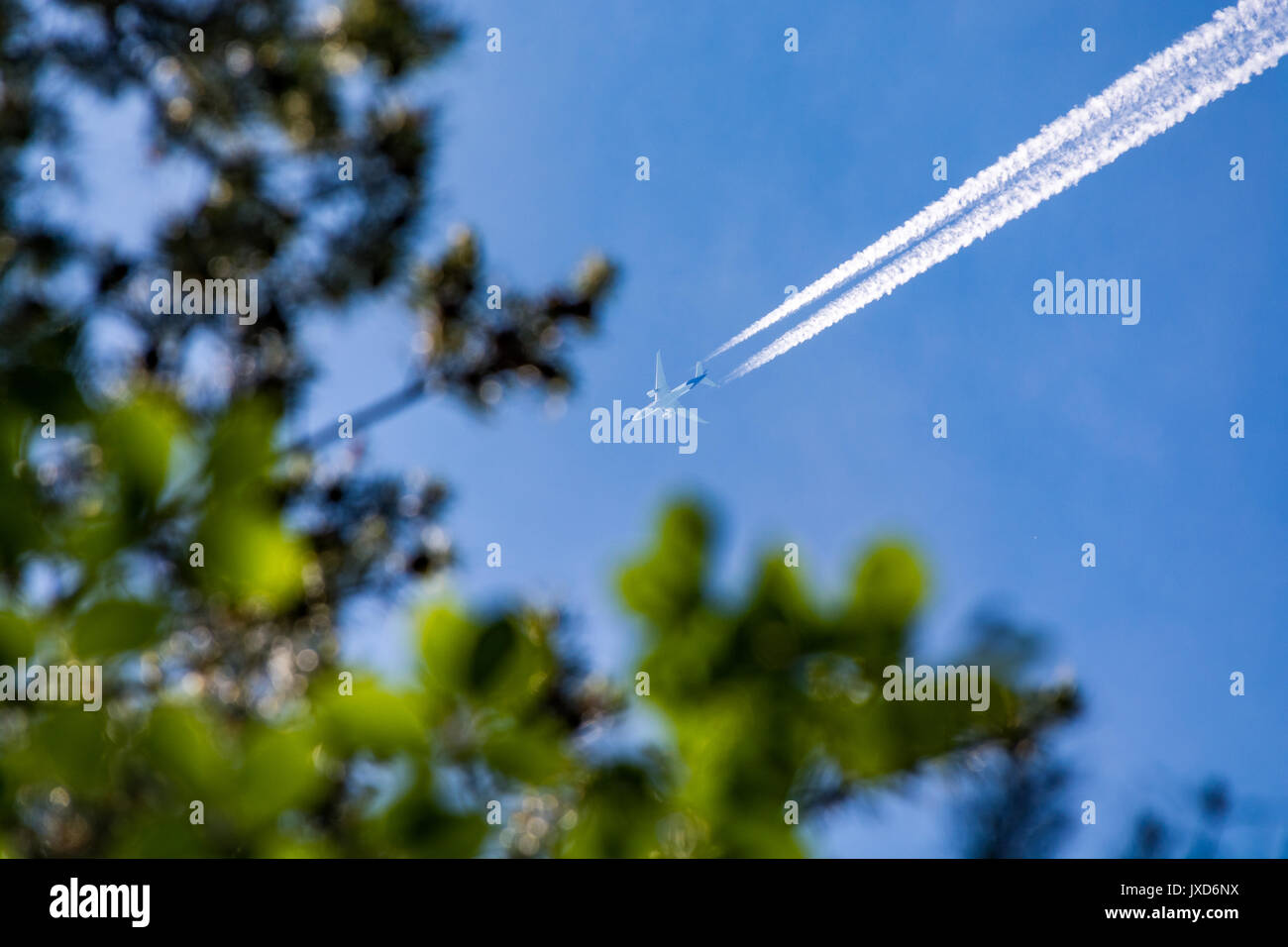 Flying plane seen through the leaves in a forest Stock Photo - Alamy