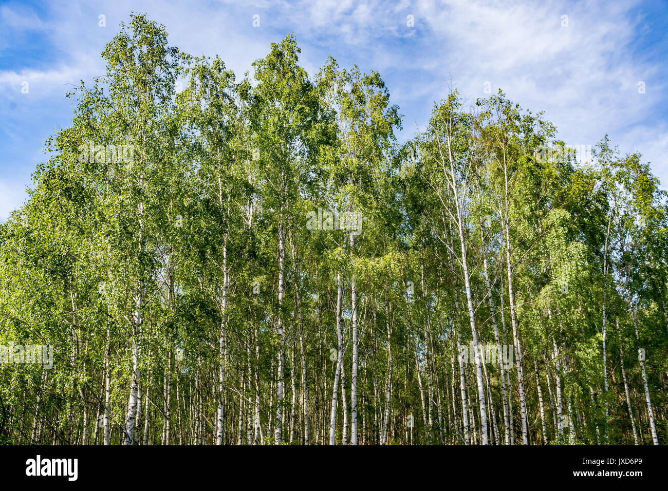 Dense, young birch forest for wallpaper or background Stock Photo - Alamy